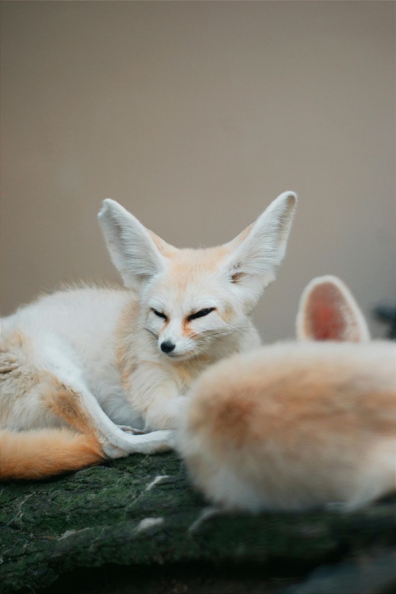 The 8 most exotic pets you can legally own – and why you might think twice