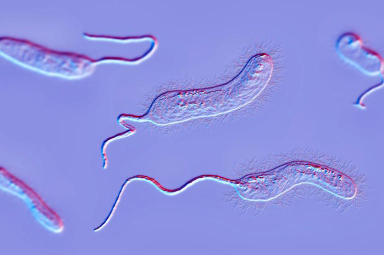 Raw oysters linked to major salmonella outbreak in three US states