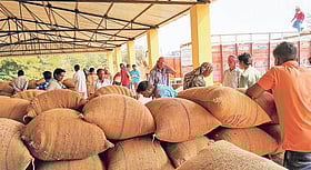 Kharif paddy procurement moves at snail’s pace in Kalahandi