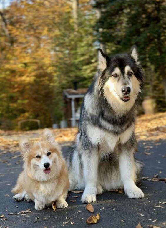 Corgi jumps for joy when she finally sees her best friend after a year ...