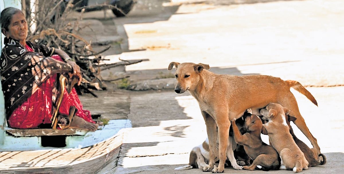 Stray dog management: Safety or welfare, whose call is it anyway?