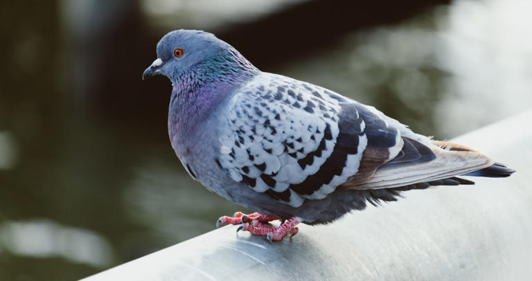 Woman finds pigeon on her doorstep and learns something interesting