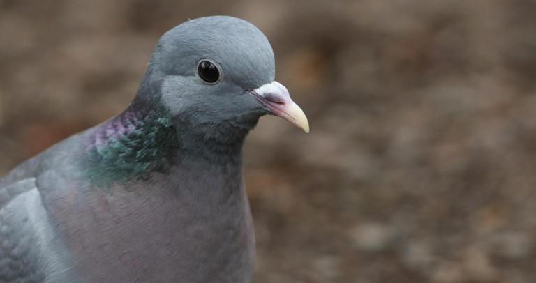 Woman finds pigeon on her doorstep and learns something interesting