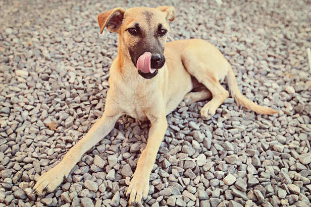 Why indie dogs make the best pets in India