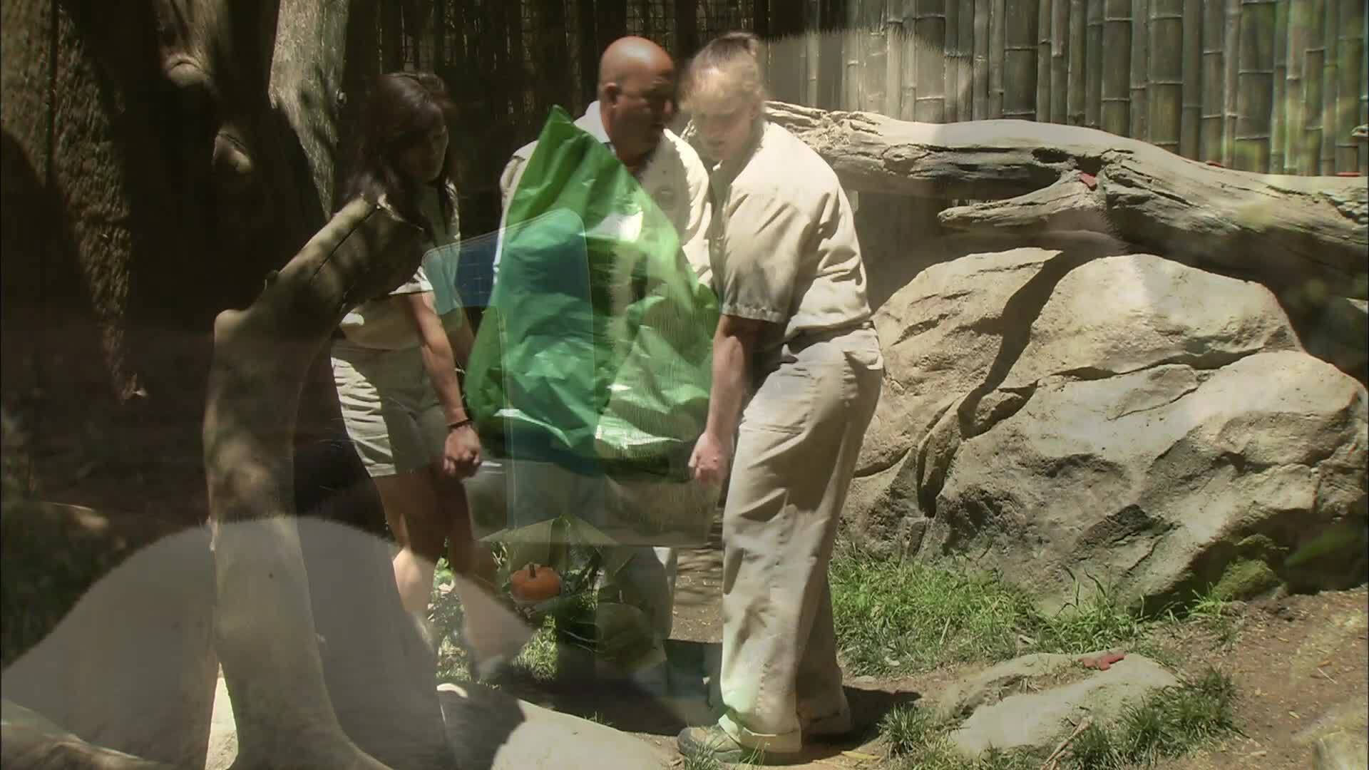 Check out this amazing ice cake made just for an adorable panda cub