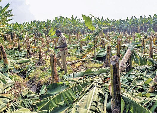 Irked by judgment, murder accused’s kin destroy banana farm of SC ...