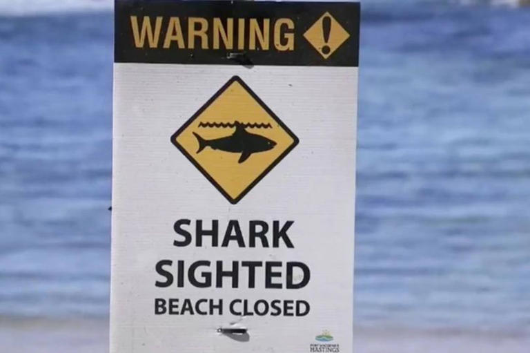 Suspected great white shark attack in Northern California as surfer ...
