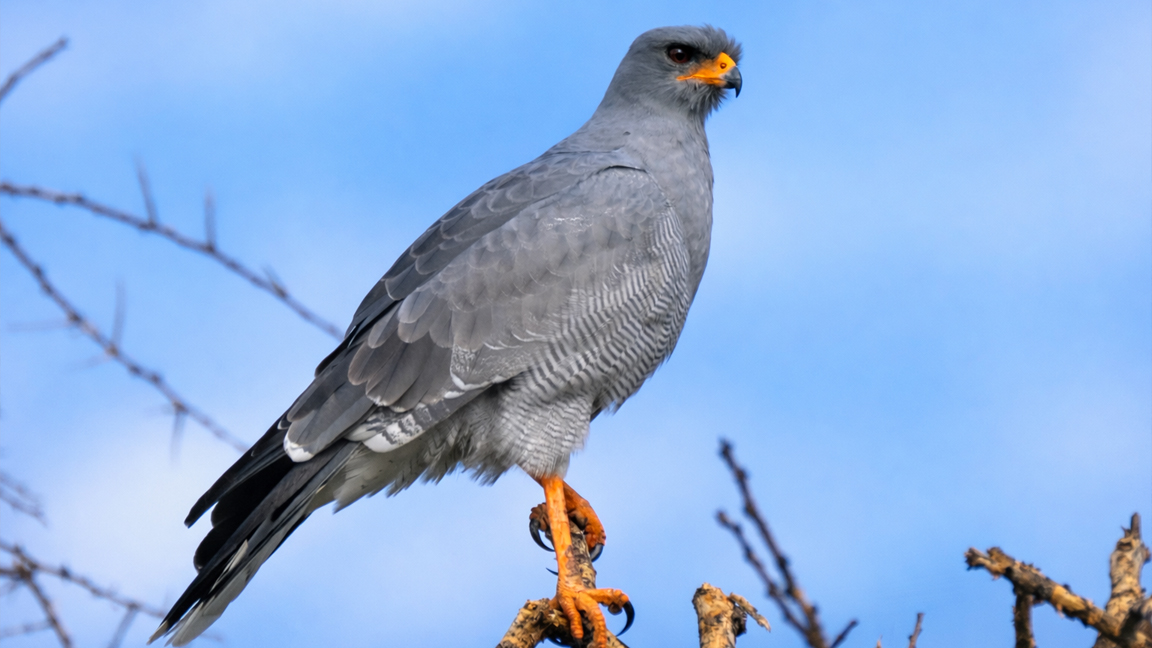The graceful grey hawk in morning light