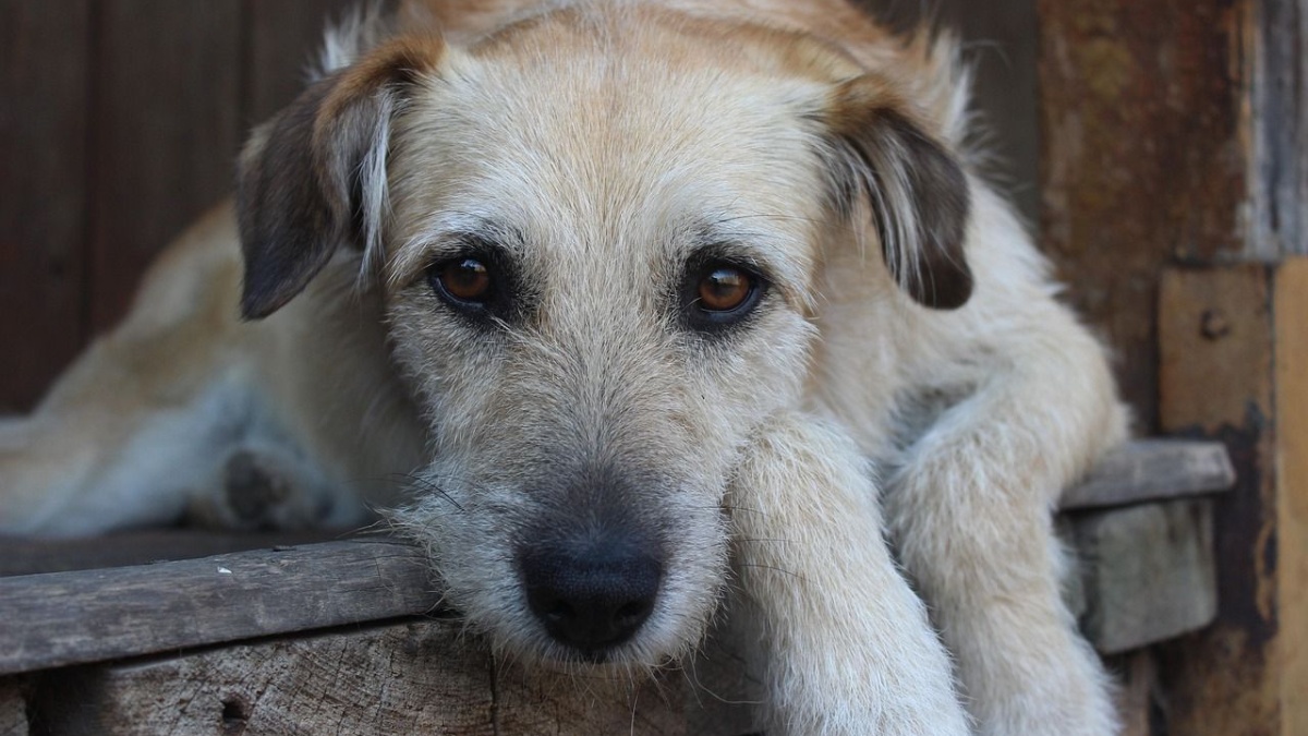 Daily habits that help your dog feel calm, safe, and emotionally secure ...