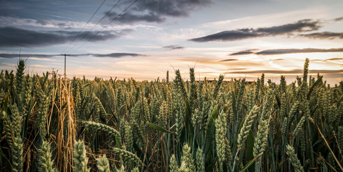 Yes, 'The Farmer's Almanac' is closing—but don't panic just yet