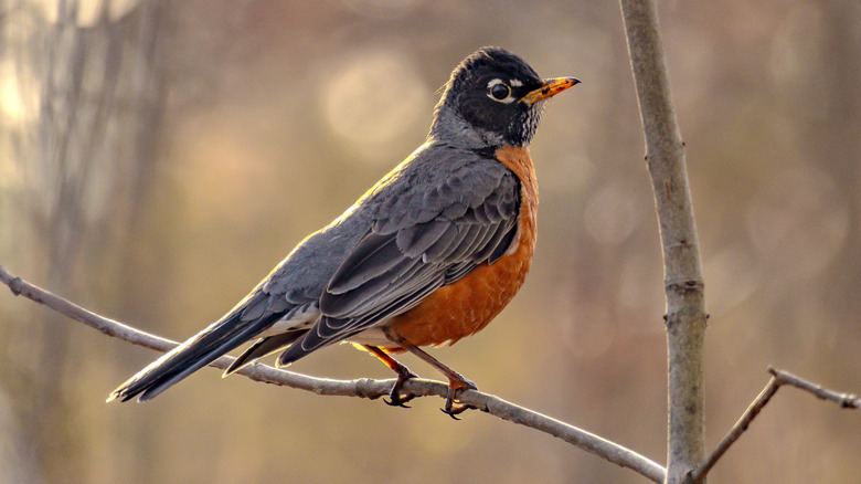 Want to attract more robins to your yard? Consider planting this ...
