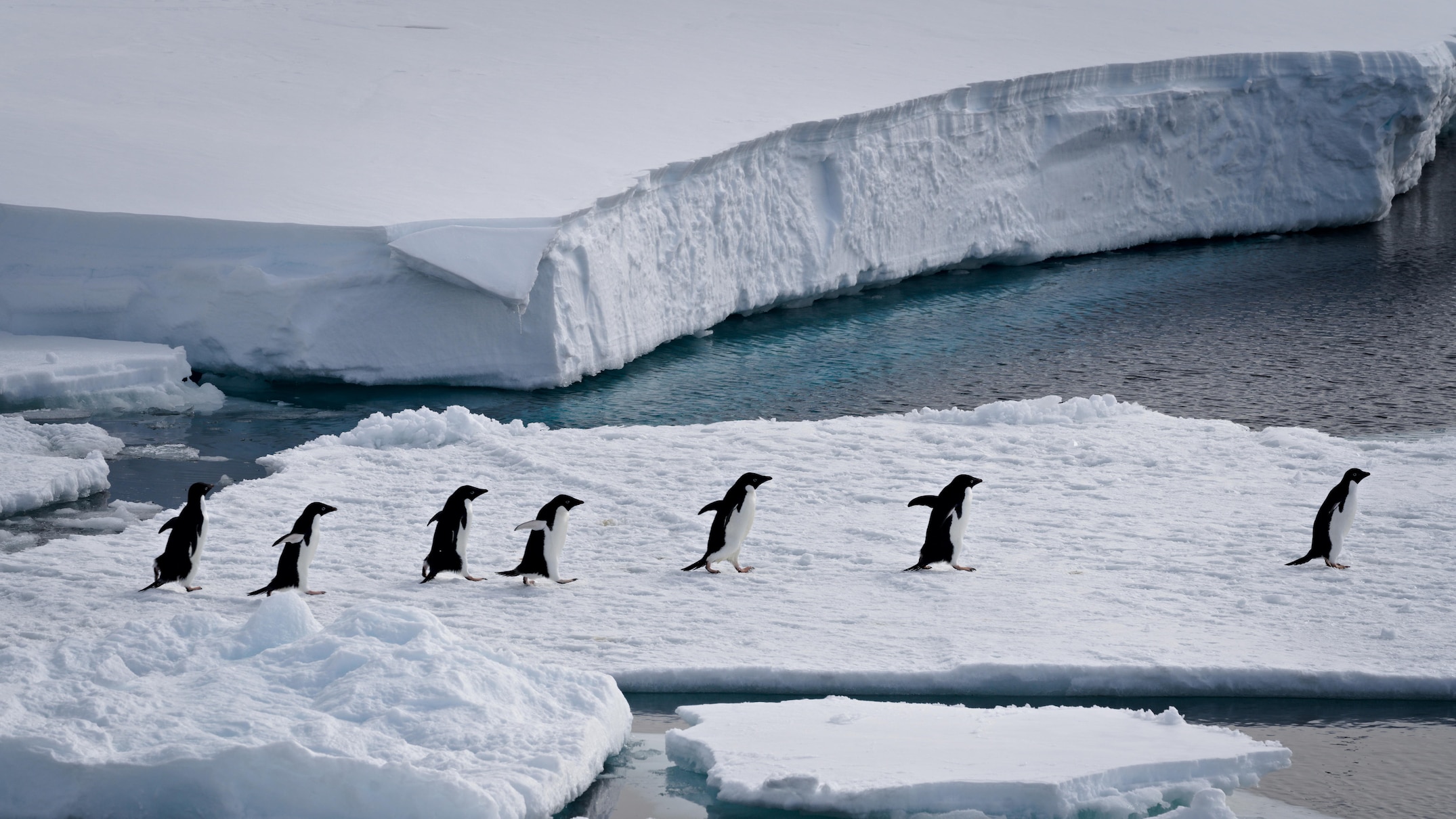 Scientists on 'high alert' as bird flu threat looms over Australian ...