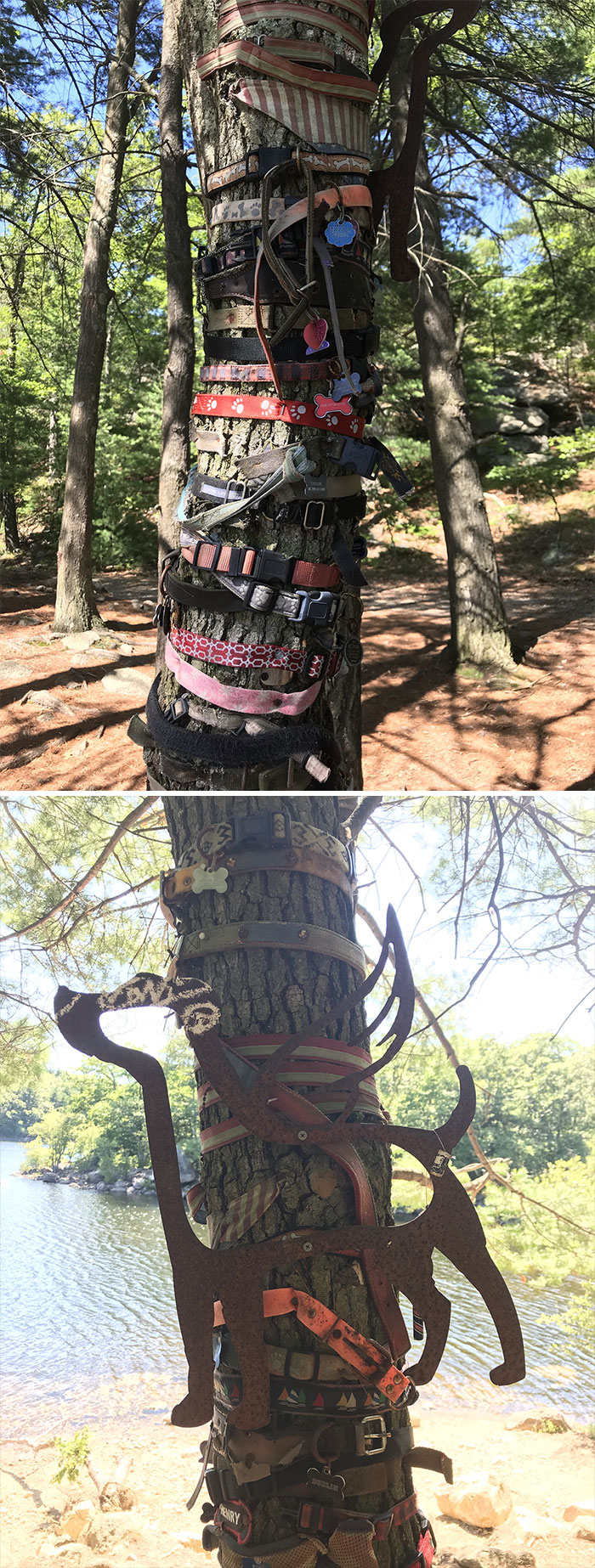 38 times people found something weird in the woods and just had to share