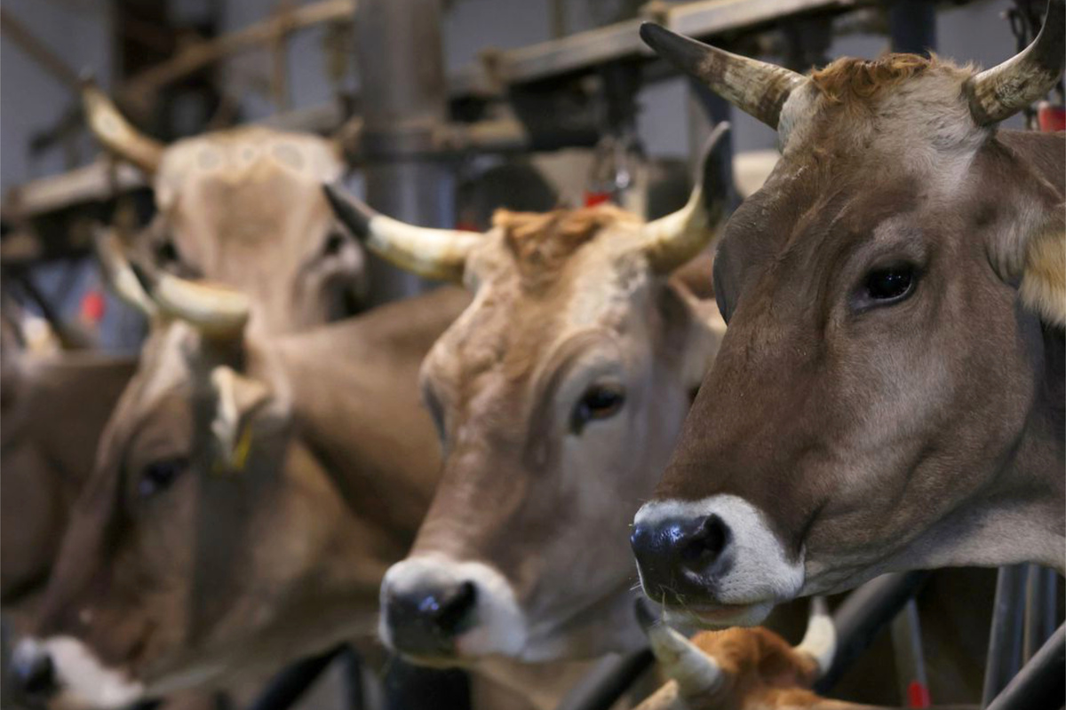 Tiervermarkter soll betrogen haben: Kam falsch deklariertes Fleisch in ...