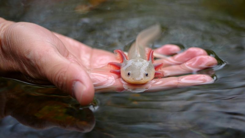 The 8 most exotic pets you can legally own – and why you might think twice