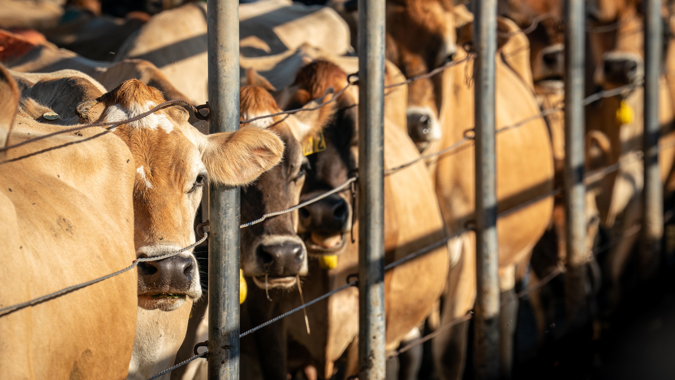 New virtual fencing laws could promise safer bushfire response by ...