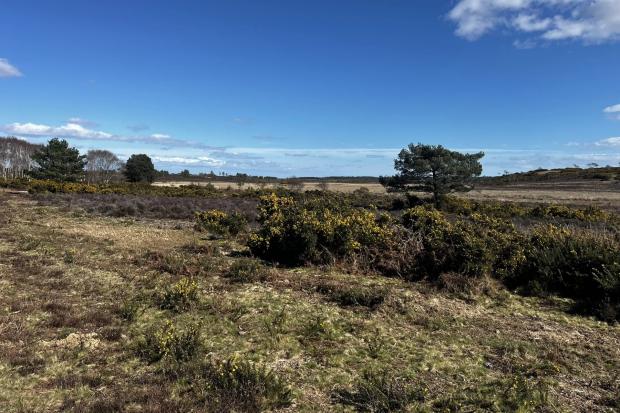 This 'lovely trail' on the Isle of Purbeck offers a 'wonderful' Boxing ...