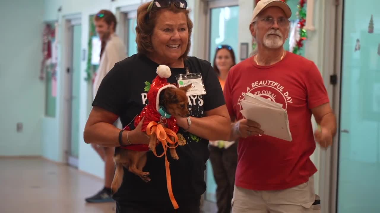 Cape Coral Animal Shelter spreads Christmas cheer to dogs and cats ...