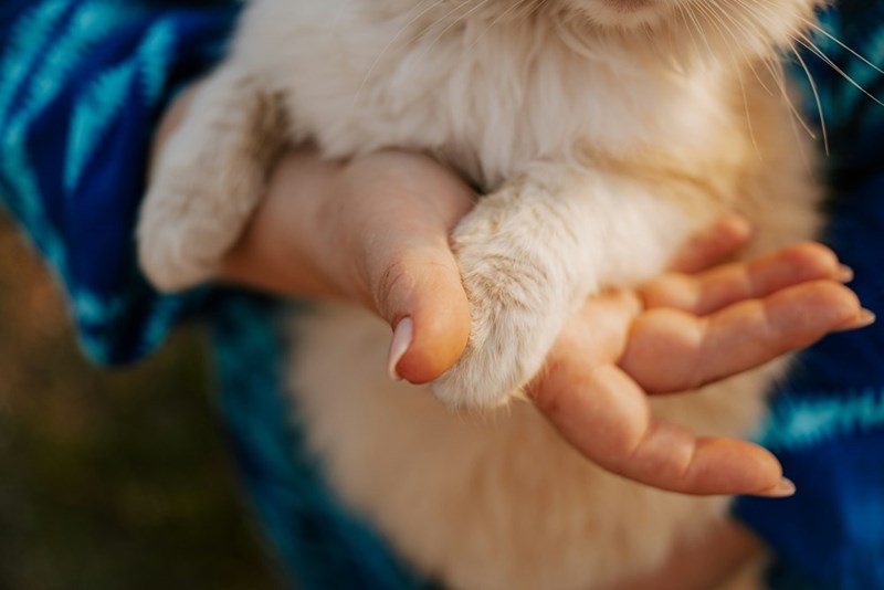 Merry Christmas. "Click!": Entitled cat lady demands groomer trim her ...