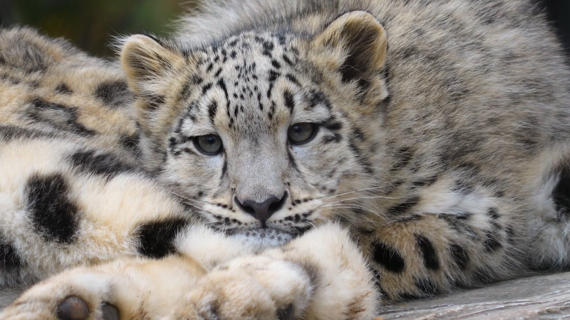 Snöleopard: Hotad art känd som "bergens spöke"