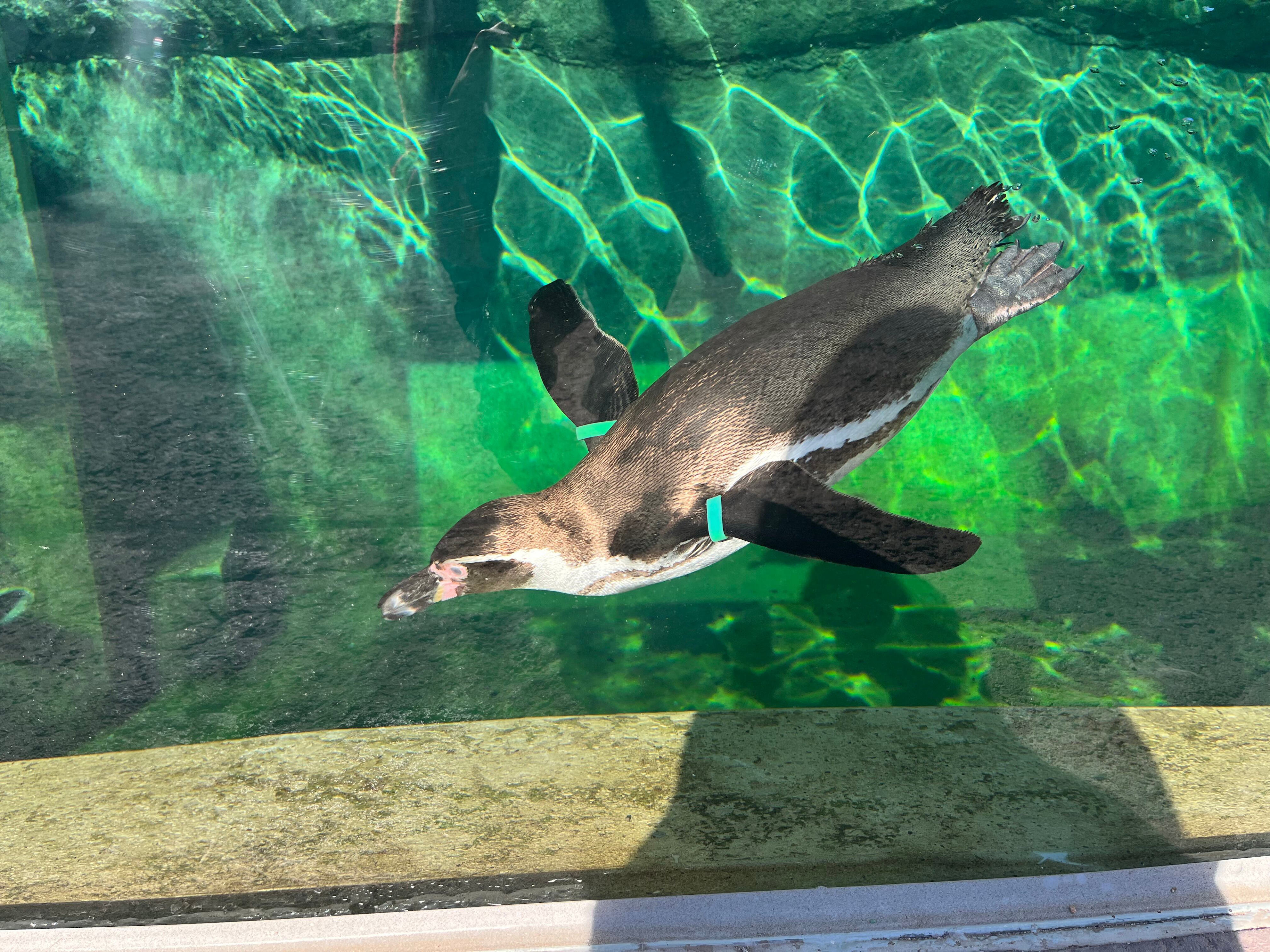 Cessna Penguin Cove reopens at Sedgwick County Zoo on Christmas Day