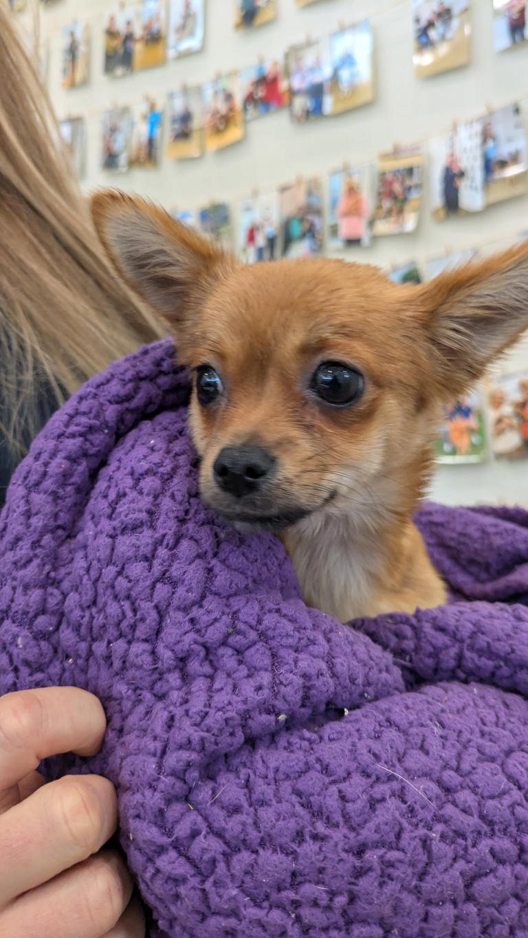 RHSPCA makes holiday pet deliveries for Christmas for 'Home for the ...