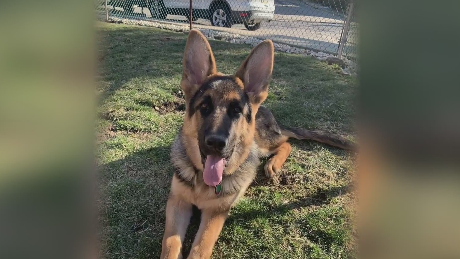 Pittsburgh man pleads for return of missing German shepherd