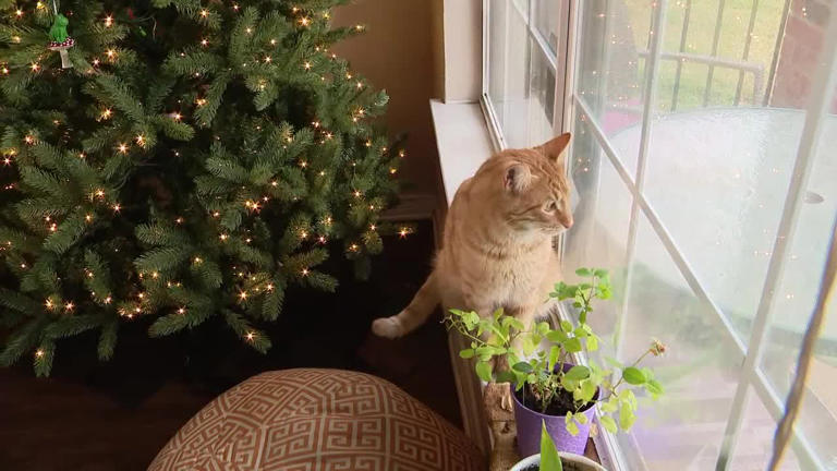 Felix the Cat rests under the tree after Christmas Eve chimney rescue