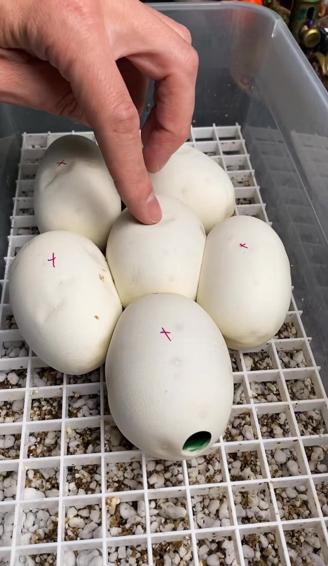 Half way done! I can’t wait to see these babies hatch!