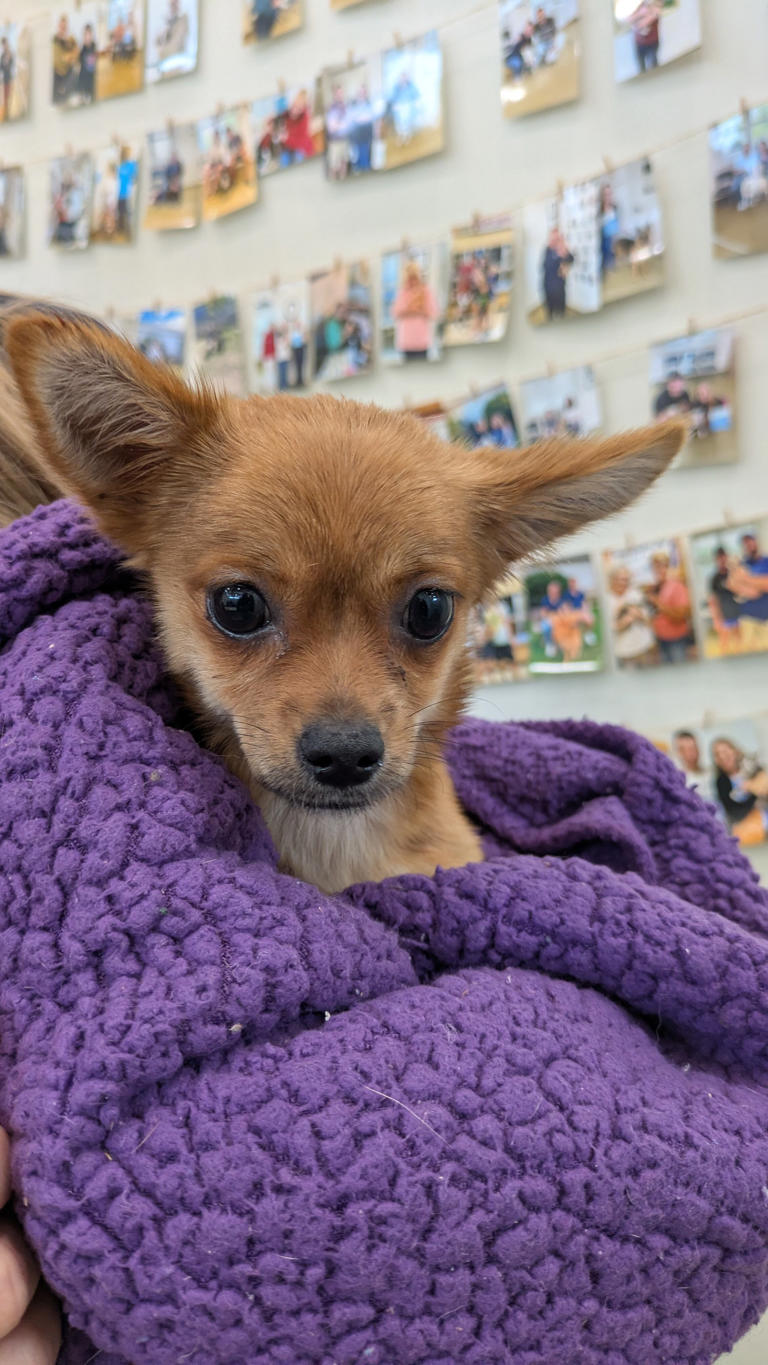 RHSPCA makes holiday pet deliveries for Christmas for 'Home for the ...