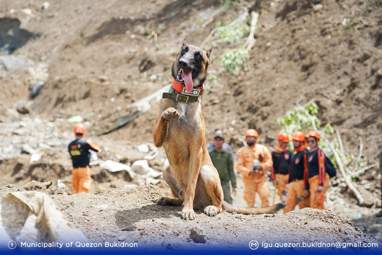 Can dogs really sense danger?