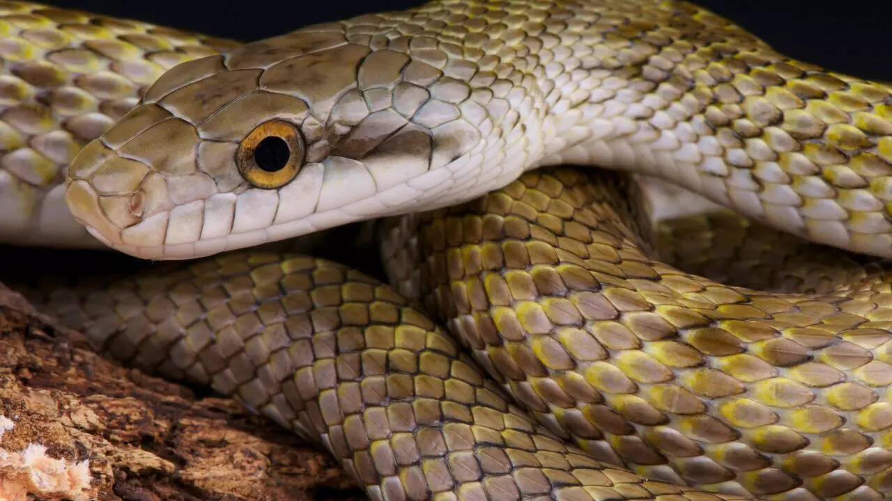 Common snakes found in Japan: Species, habitats, venomous risks, and ...