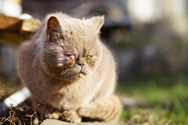 Síntomas de cáncer en gatos: cómo detectarlo a tiempo y cuidar a tu felino