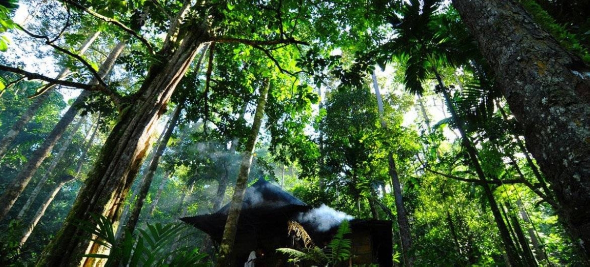 Paper and wood: Forest products show signs of recovery, UN agency says