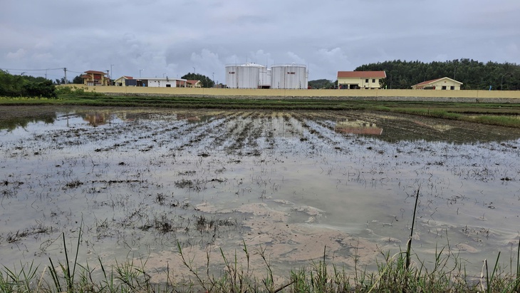 Sự cố tràn dầu tại Dung Quất khiến cá chết hàng loạt