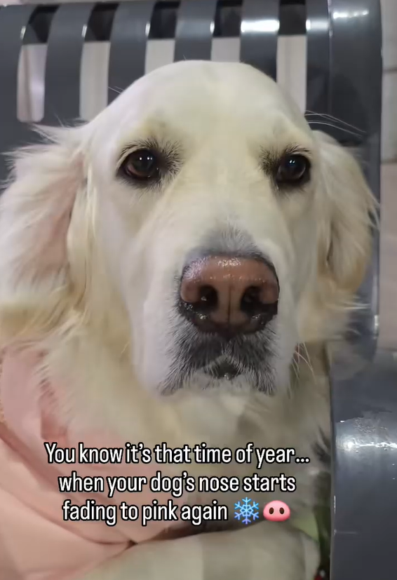 Maxi’s winter nose returns | Understanding snow nose in dogs