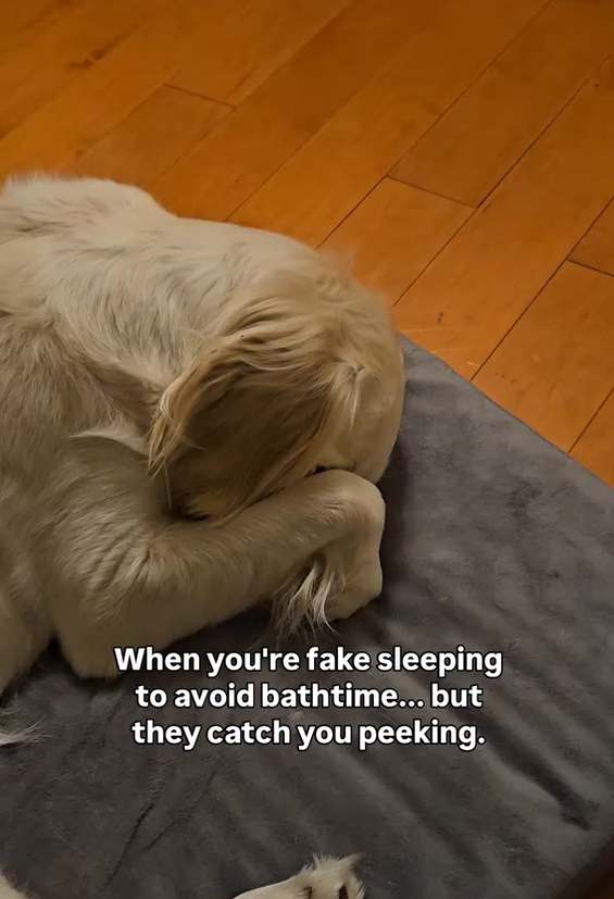 Funny golden retriever caught faking sleep with one eye open