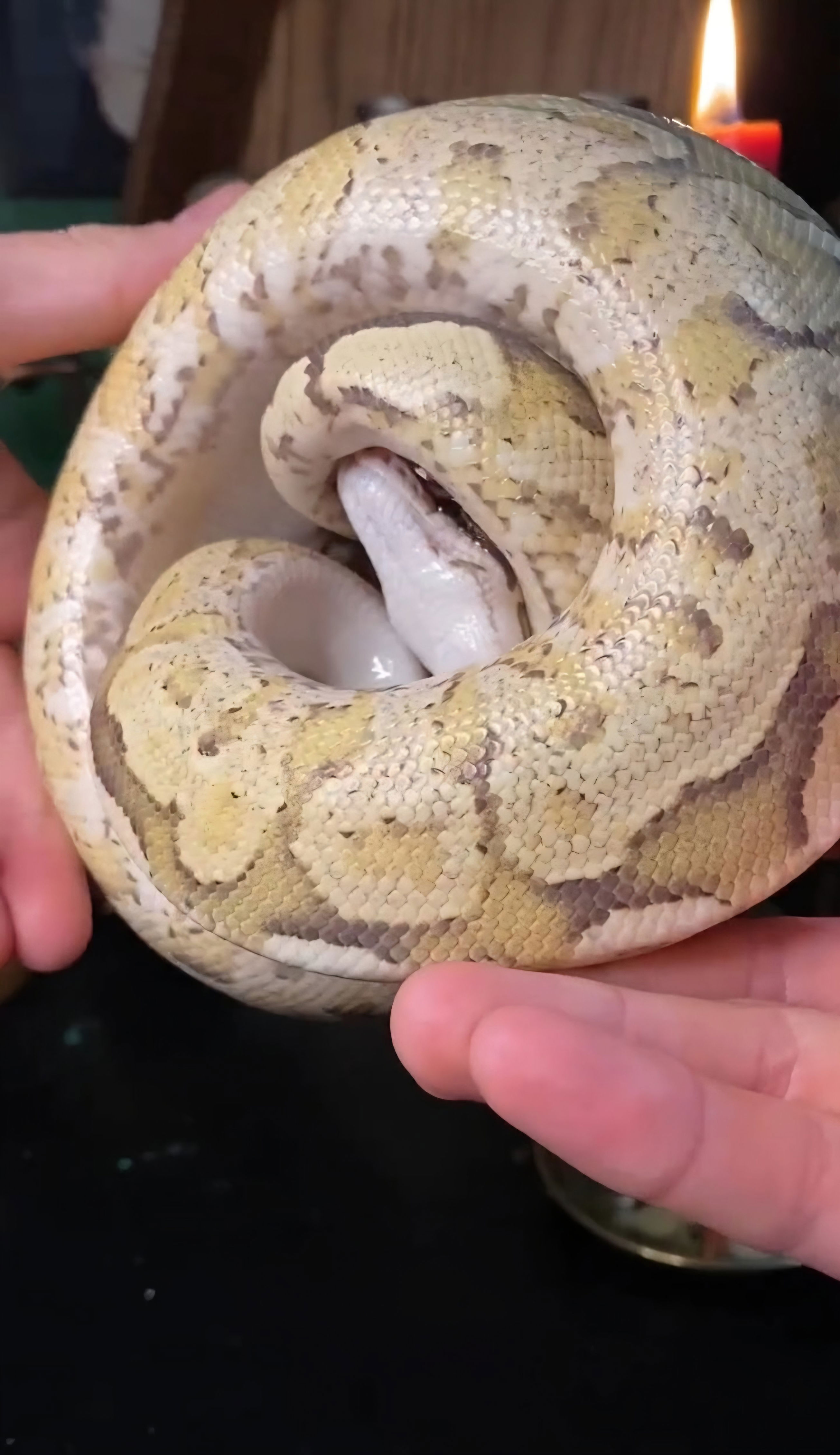 All about ball pythons!