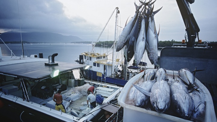 Musim Angin Barat: Nelayan Jakarta Terjebak di Darat – Daily Semarang