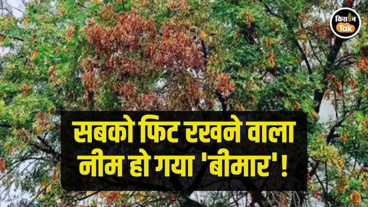 Neem tree: सारी बीमारियों को दूर करने वाले नीम के पेड़ को लगी किसकी नजर ...