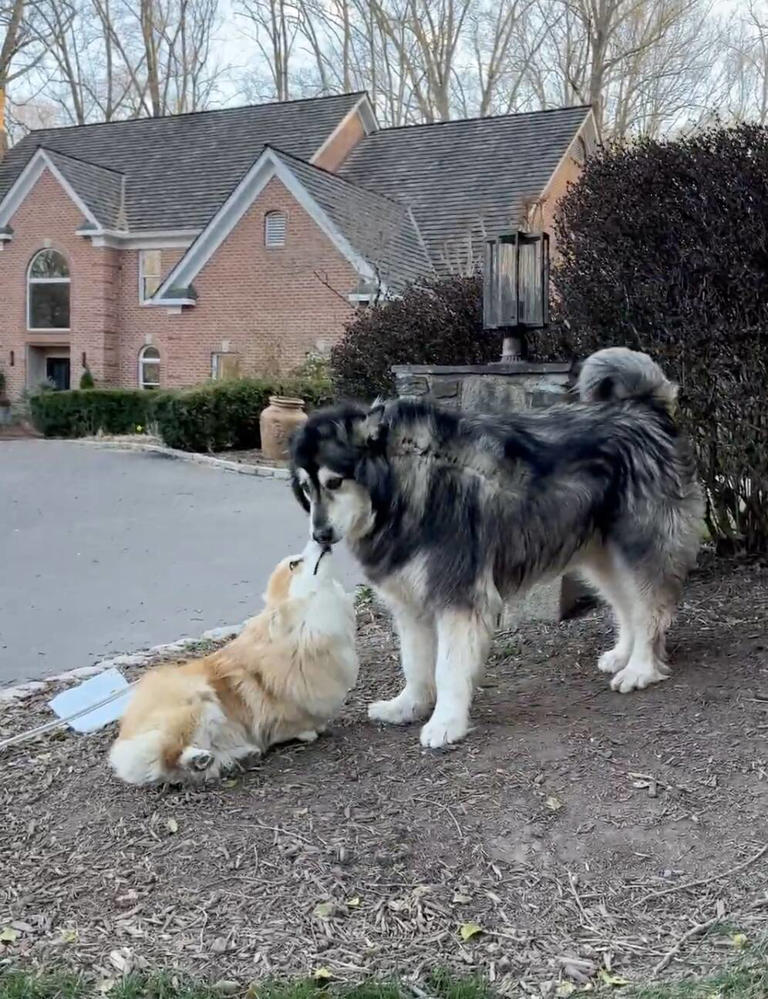 Corgi jumps for joy when she finally sees her best friend after a year ...