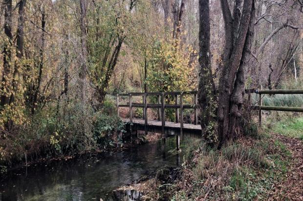 Walk of the week: A seven mile ramble up the River Dever at Sutton Scotney
