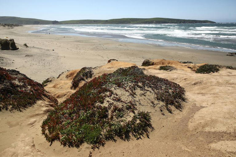 Suspected great white shark attack in Northern California as surfer ...