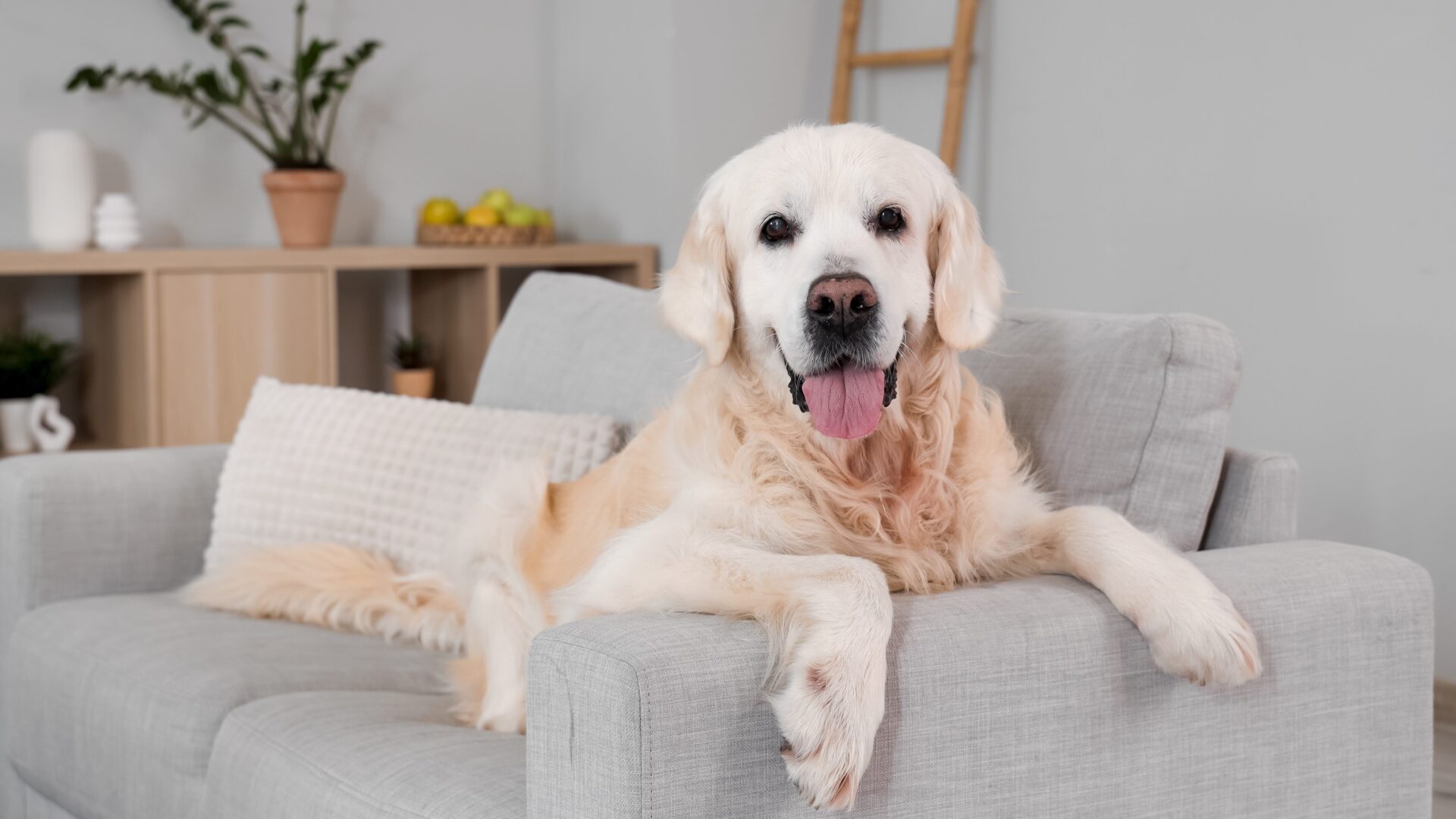 Sua casa cheira mal. Mas isso está prejudicando lentamente seu animal ...