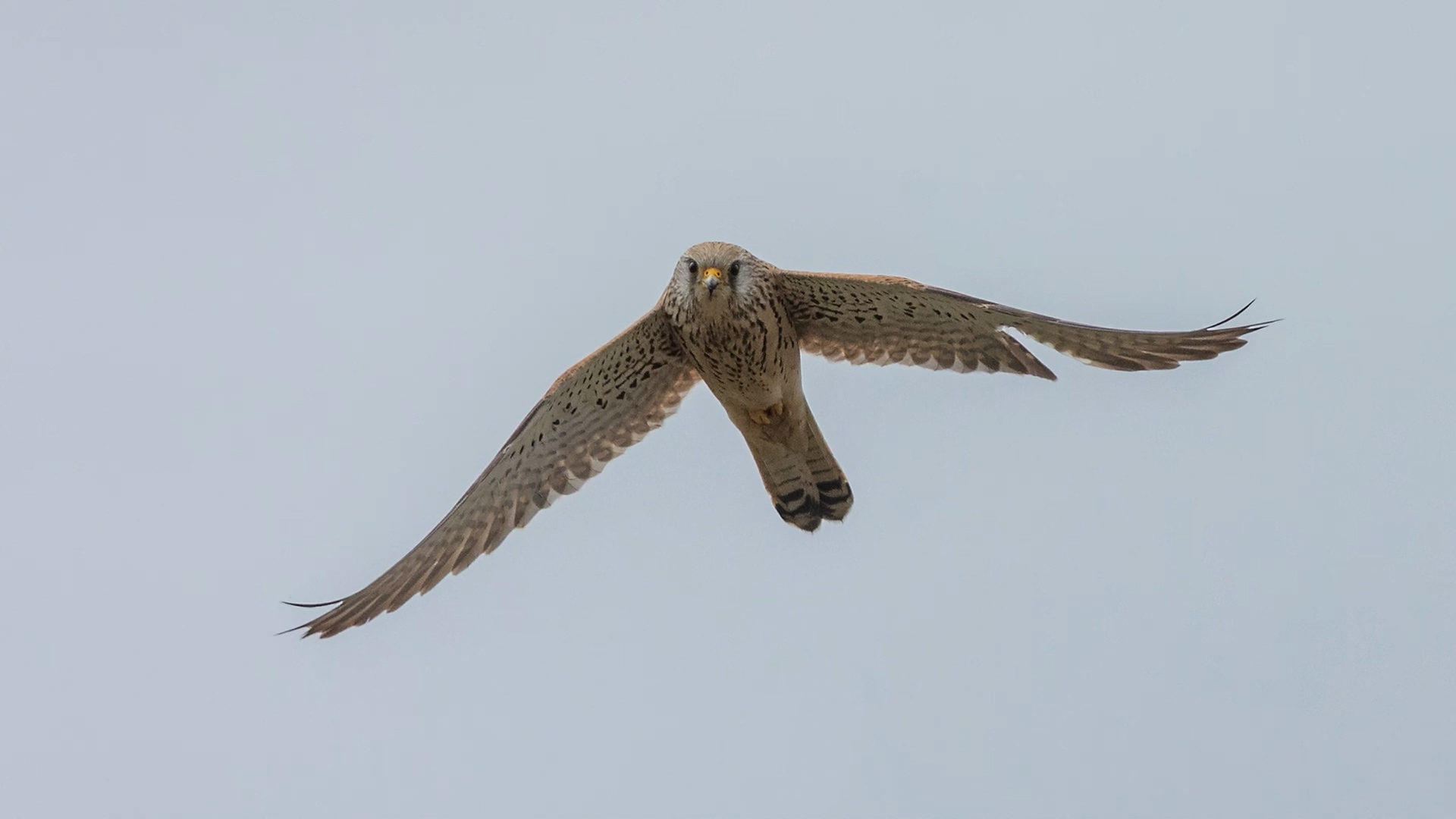 Can you capture the flight of a lesser kestrel?