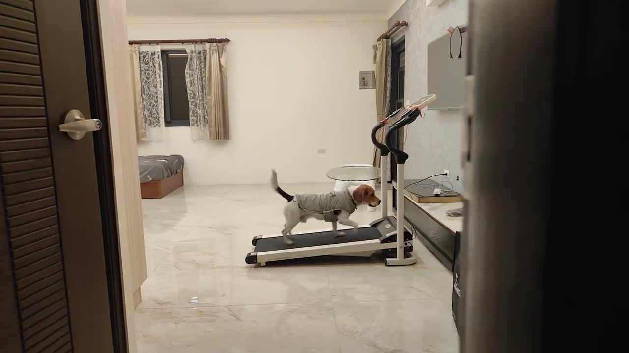 Energetic pet beagle found exercising on home treadmill