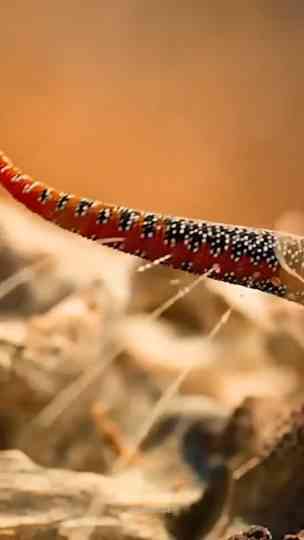 Meet the species whose tail does things no other animal can