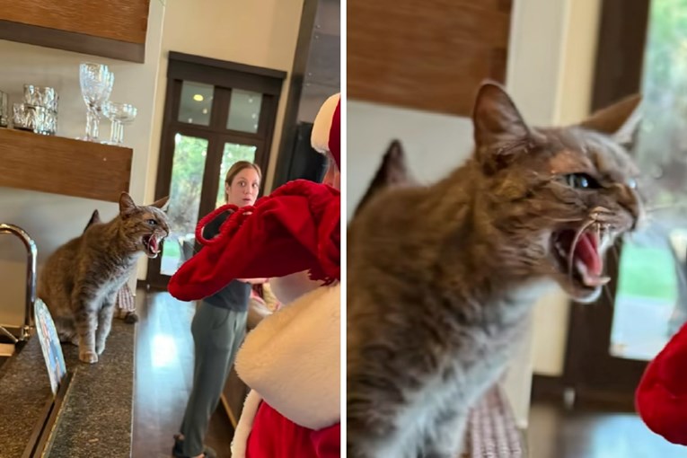 The Santa snapshot that turned a scaredy cat into a viral star