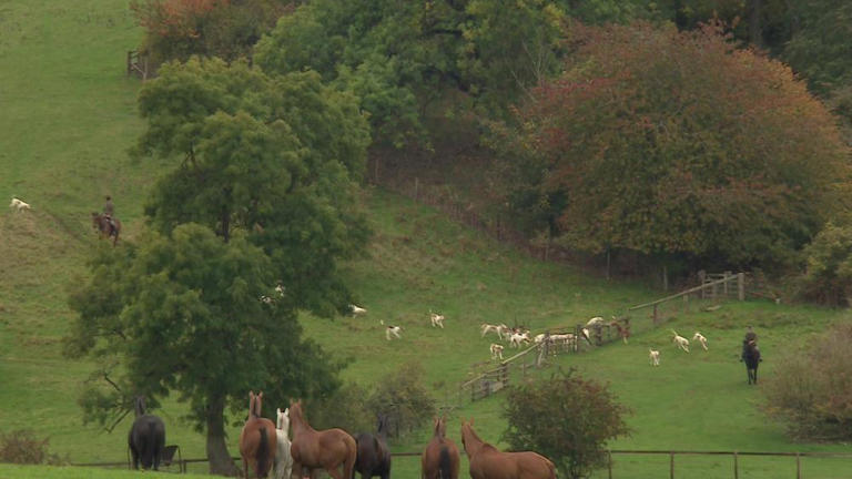 Farmer's fears over planned trail hunting ban