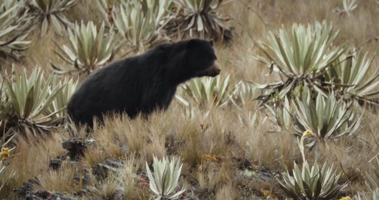The Andes predator at the top of the food chain